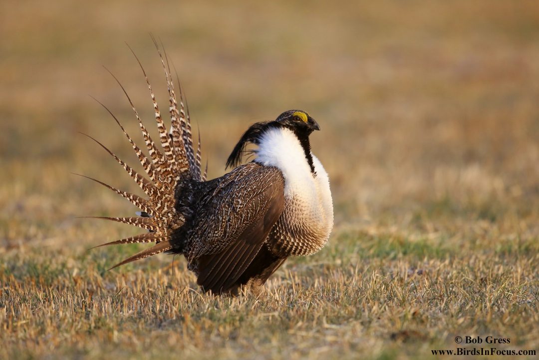 Gunnison Sage-Grouse_Bob Gress_Gunnison,CO_041515_6717 - Radio Cafe