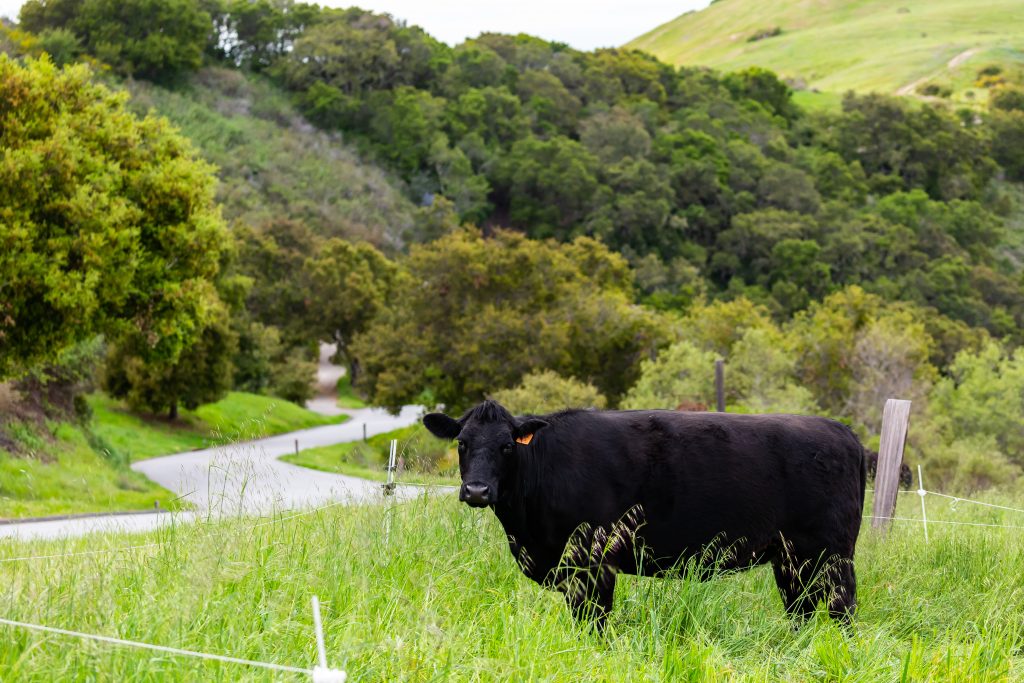 Conservation Cattle on the California Coast - Radio Cafe