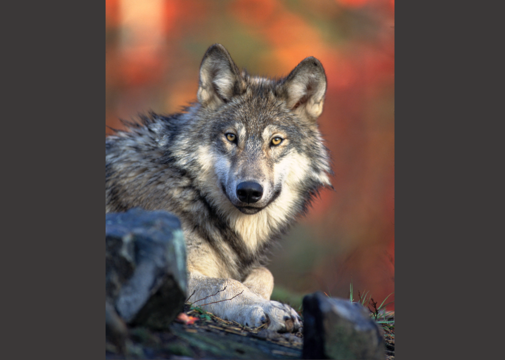 wolf with borders - Radio Cafe