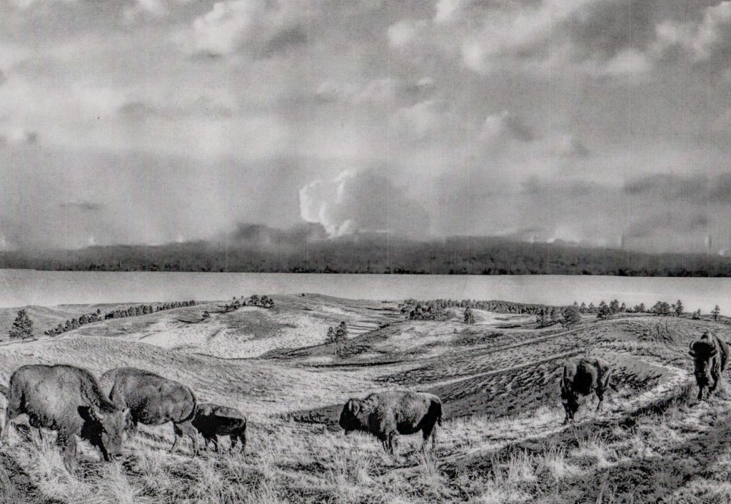 Lipan Apache: Bringing back the buffalo in Texas - Radio Cafe