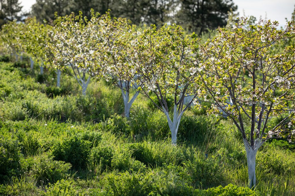 The deep history of apples - Radio Cafe