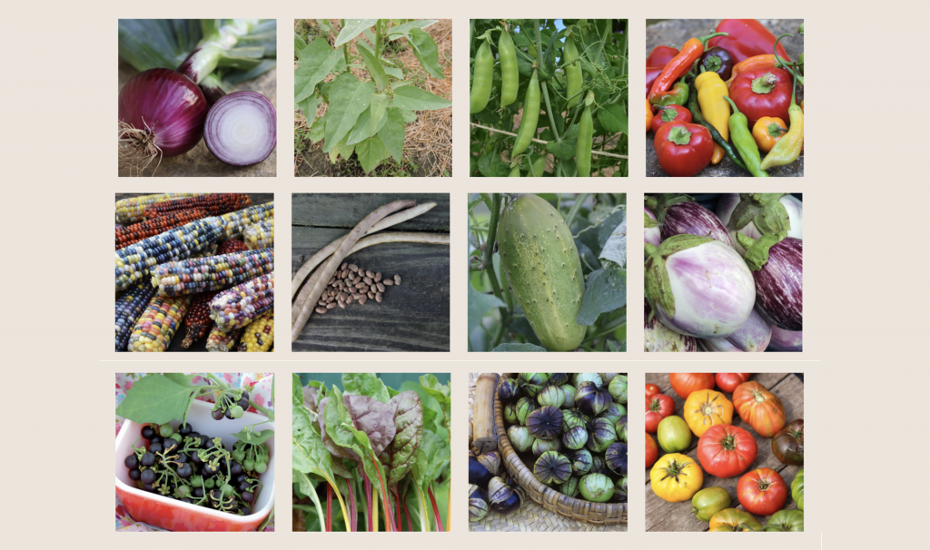 Saving seeds, saving ecosystems - Radio Cafe